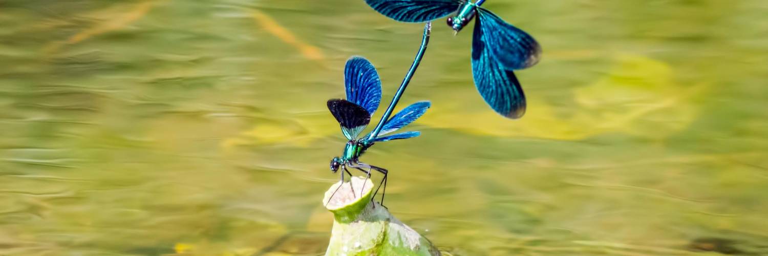 Dragonfly Bead Keyring | Connected Libraries